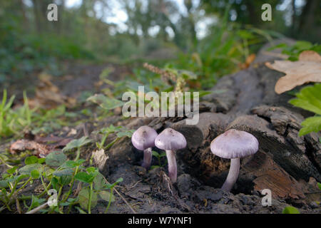Lilac fibrecap (Inocybe geophylla lilacina), poisonous mushrooms ...
