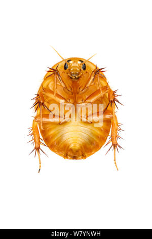 Israeli sand cockroach (Heterogamodes hebraica) composite showing ...