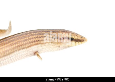 Wedge-snouted skink (Sphenops sepsoides), Central Coastal Plain, Israel ...