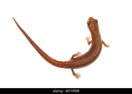Amazon Climbing Salamander (Bolitoglossa peruviana), Ecuador Stock ...