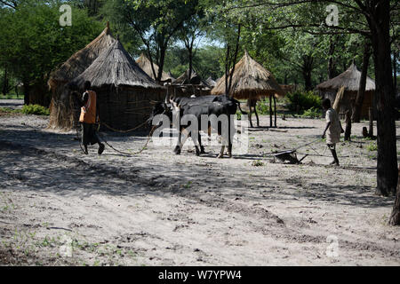 Lozi men ploughing with cattle, Lozi People, Sioma Nqwezi Park, Zambia ...