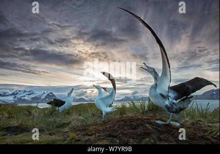 Wandering albatross (Diomedea exulans), engaged in mating display ...