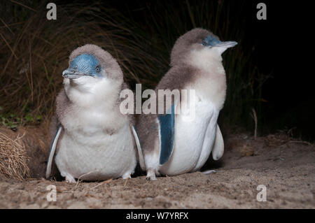 Little blue / fairy penguin (Eudyptula minor) adult with almost fully ...