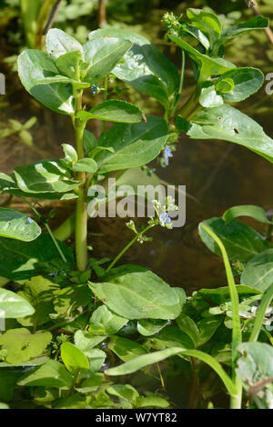 Brooklime, Veronica beccabunga, in flower; by pond Stock Photo - Alamy
