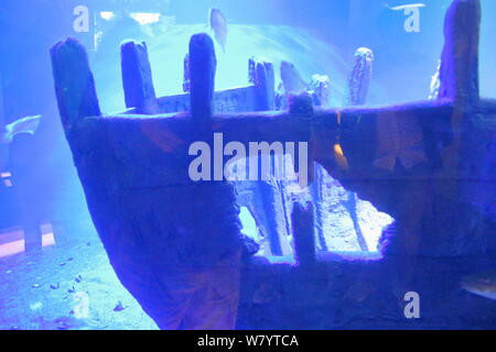 Seaweed-filled chain at the bottom of the sea Stock Photo - Alamy