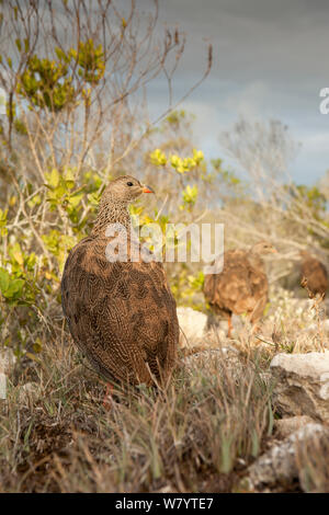 Cape Francolin (Pternistis capensis), De Hoop, South Africa Stock Photo ...