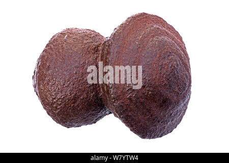 Moqui marbles, Iron oxide coated sandstone concretion, Utah Stock Photo ...