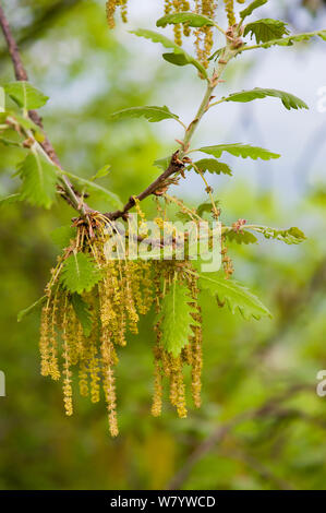 Quercus macranthera (Caucasian oak, Persian oak), stem with leaves ...