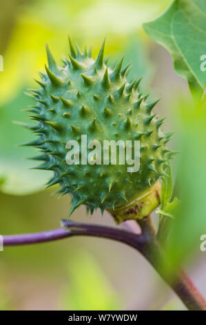 Fruit of Jimsonweed plant, Datura stramonium, Satara, Maharashtra ...
