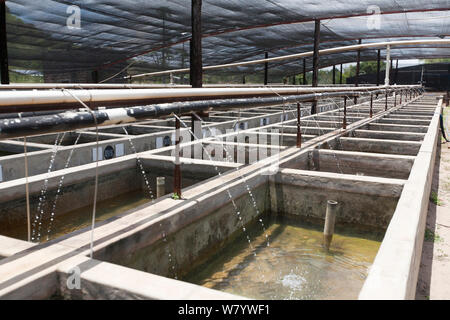Tanks used for breeding Malawi Cichlid fish Senga Bay, Malawi November ...