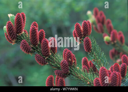 Yeddo spruce trees (Picea jezoensis) Amur Region, Russia Stock Photo ...