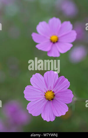 Tree Mallow (Malva arborea) Plantae Stock Photo - Alamy