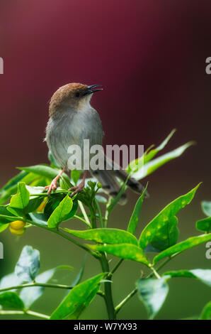 Winding Cisticola (Cisticola marginatus Stock Photo - Alamy
