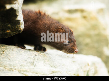 American mink-Mustela vision Stock Photo - Alamy