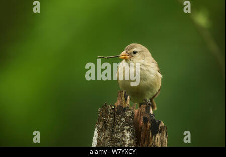 Woodpecker Finch (Camarhynchus pallidus) using a tool to dislodge a ...