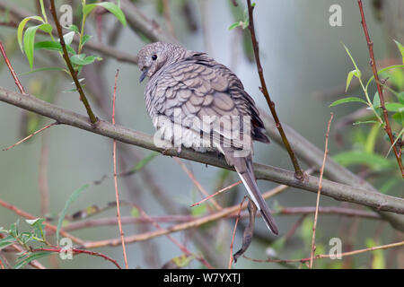 Inca Dove (Columbina inca) Aves Stock Photo - Alamy