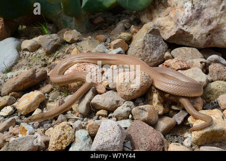 Baja California ratsnake (Bogertophis rosaliae) with tongue out tasting ...