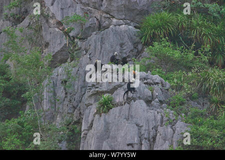 White Headed Black Langur Trachypithecus Poliocephalus Leucocephalus