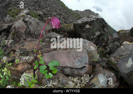 Himalayan daisy (Cremanthodium sp.) Lijiang Laojunshan National Park ...