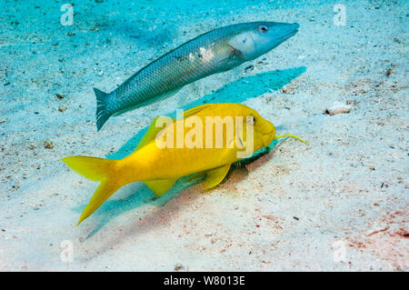 Cigar wrasse (Cheilio inermis) following a Yellowsaddle goatfish ...