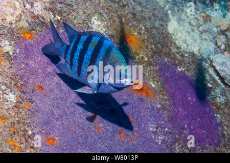 Atlantic Sergeant Major (Abudefduf saxatilis Stock Photo - Alamy