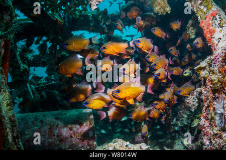Ring-tailed cardinalfish (Apogon aureus) swimming amongst hydroid ...