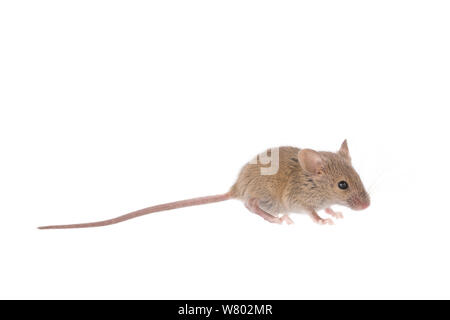 house mouse (Mus musculus), juvenile house mice leaving the nest for ...