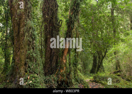 Patagonian cypress, Fitzroya cupressoides, Patagonia, stem sections TS ...