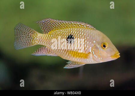 Pearl Cichlid Geophagus brasiliensis Stock Photo - Alamy