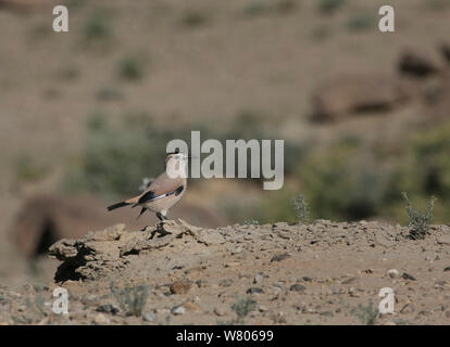 Mongolian Ground-jay (Podoces hendersoni) adult, running in desert ...