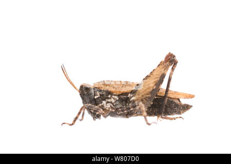common groundhopper (Tetrix undulata, Tetrix vittata), female, side ...
