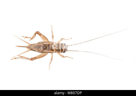 House cricket (Acheta domesticus) male, The Netherlands, September ...