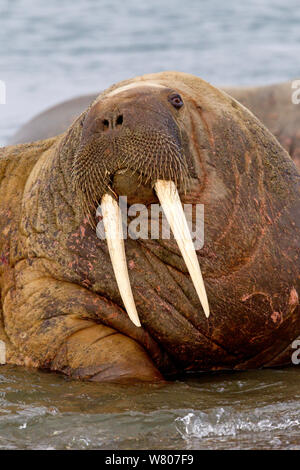 Walrus (Odobenus rosmarus) hauled out on ice, scratching itself ...