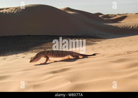 Desert monitor (Varanus griseus) moving across sand dunes, showing ...