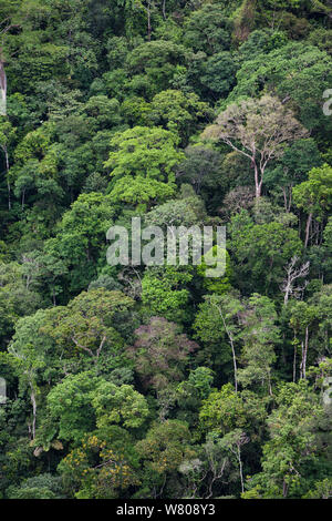 Cloud forest Alto Mayo Protection Forest Reserve Amazonas Peru Stock ...