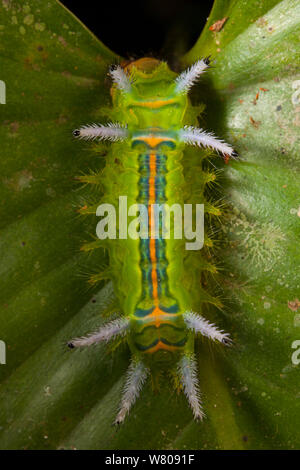 Slug moth caterpillar, Indonesia. The Limacodidae or Euclidae are a ...