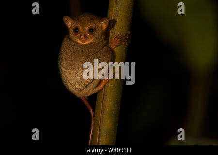 Western Tarsier (Tarsius bancanus), Bukit Barisan Selatan National Park ...