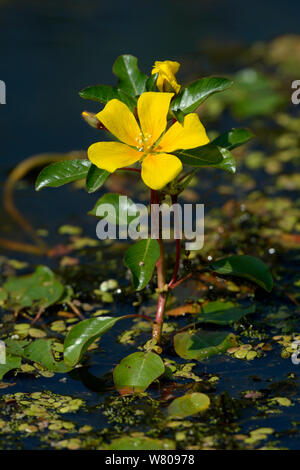 Floating Primrose-willow, Ludwigia peploides Stock Photo - Alamy
