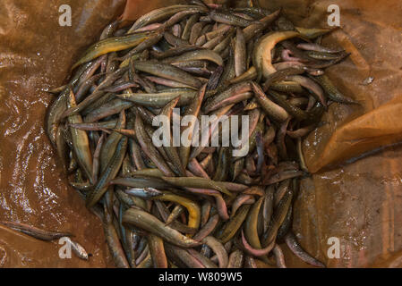Fish market, Shillong, Meghalaya, India Stock Photo - Alamy