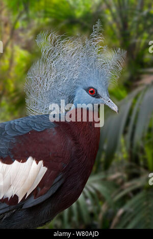 Sclater's crowned pigeon (Goura sclaterii) terrestrial pigeon native to ...