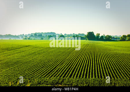 Rows on the field. Natural aerial landscape on the agricultural subject ...