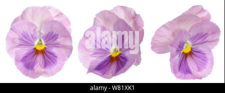 purple panse flower isolate on white Stock Photo - Alamy