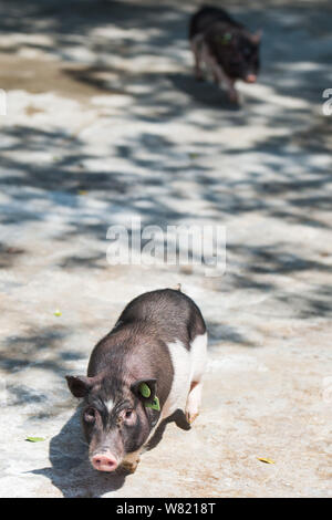 The "GHR cloning pig", cloned by Shenzhen Huada Gene Research Institute ...