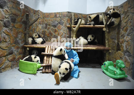Chinese giant panda keeper Zhang Yue takes care of panda cubs at the Chengdu Research Base of ...