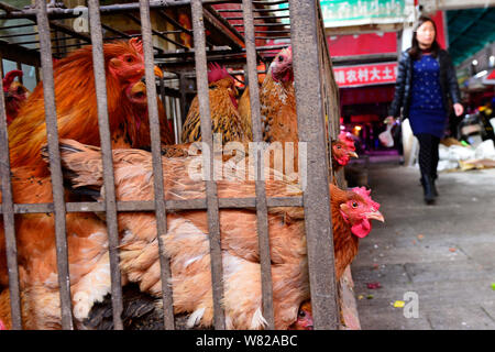 Live Chickens in Cages at Poultry Shop at Local Market in China Stock ...