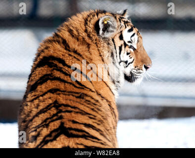 --FILE--An obese Siberian tiger enjoys the sun at the Siberian Tiger ...