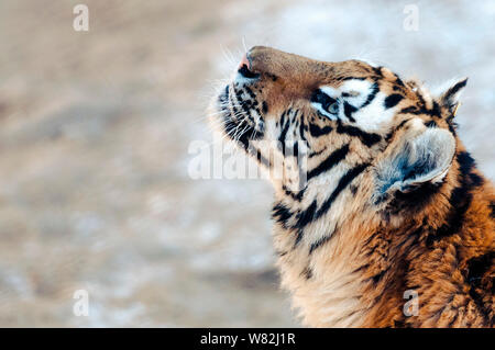 --FILE--An obese Siberian tiger enjoys the sun at the Siberian Tiger ...