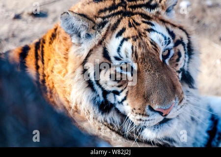 --FILE--An obese Siberian tiger enjoys the sun at the Siberian Tiger ...