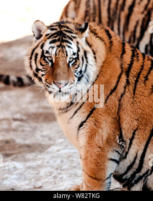 --FILE--An obese Siberian tiger enjoys the sun at the Siberian Tiger ...
