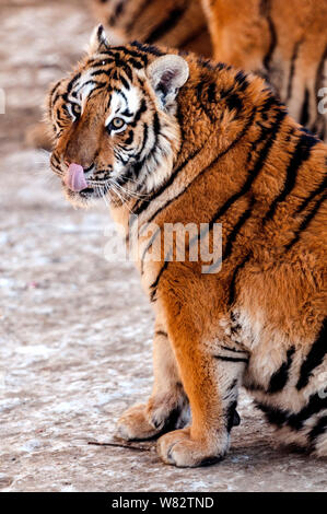 --FILE--An obese Siberian tiger enjoys the sun at the Siberian Tiger ...